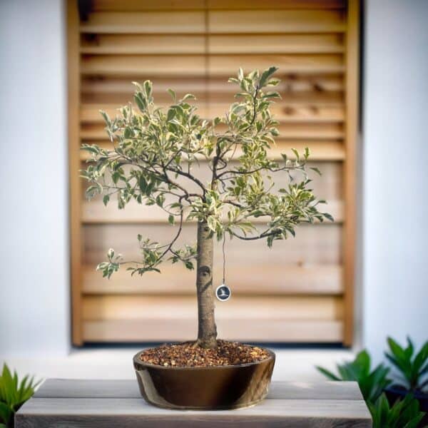 Ficus Benjamina (Laurel de la India ) - Santuario del Bonsai