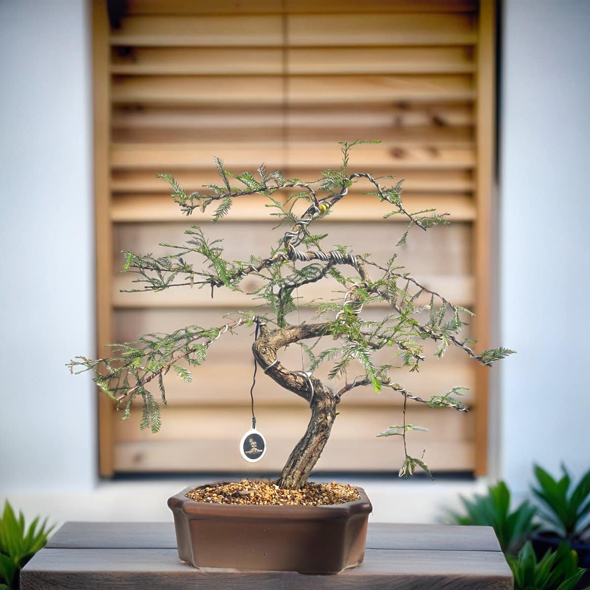 Ahuehuete -Ciprés de Moctezuma - Santuario del Bonsai