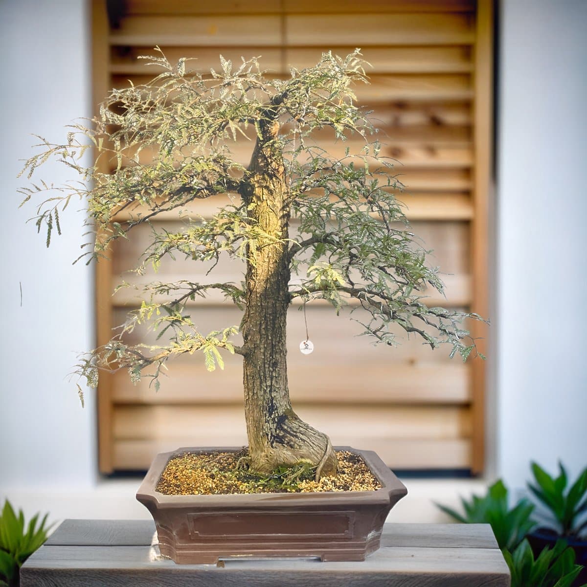 Ahuehuete (45 años) - Santuario del Bonsai