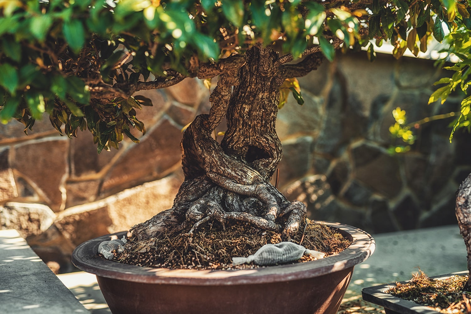 Bonsái y sus cuidados | Santuario del Bonsai