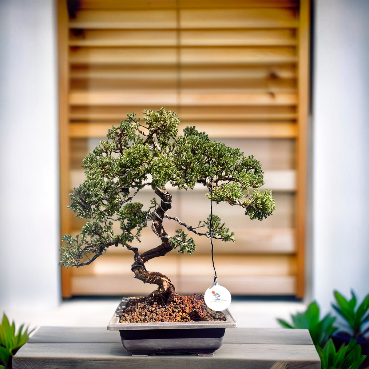BONSAI DE JUNIPERO - Santuario del Bonsai