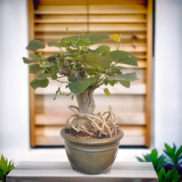 Bonsai Majagua - Santuario del Bonsai